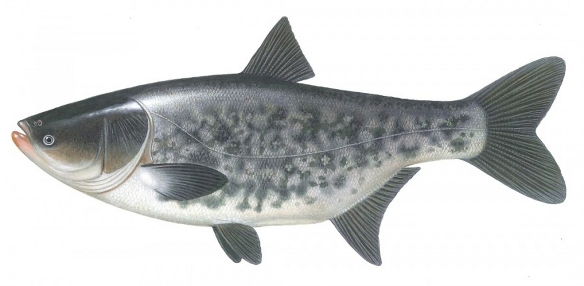 Hypophthalmichthys nobilis (Richardson, 1845)